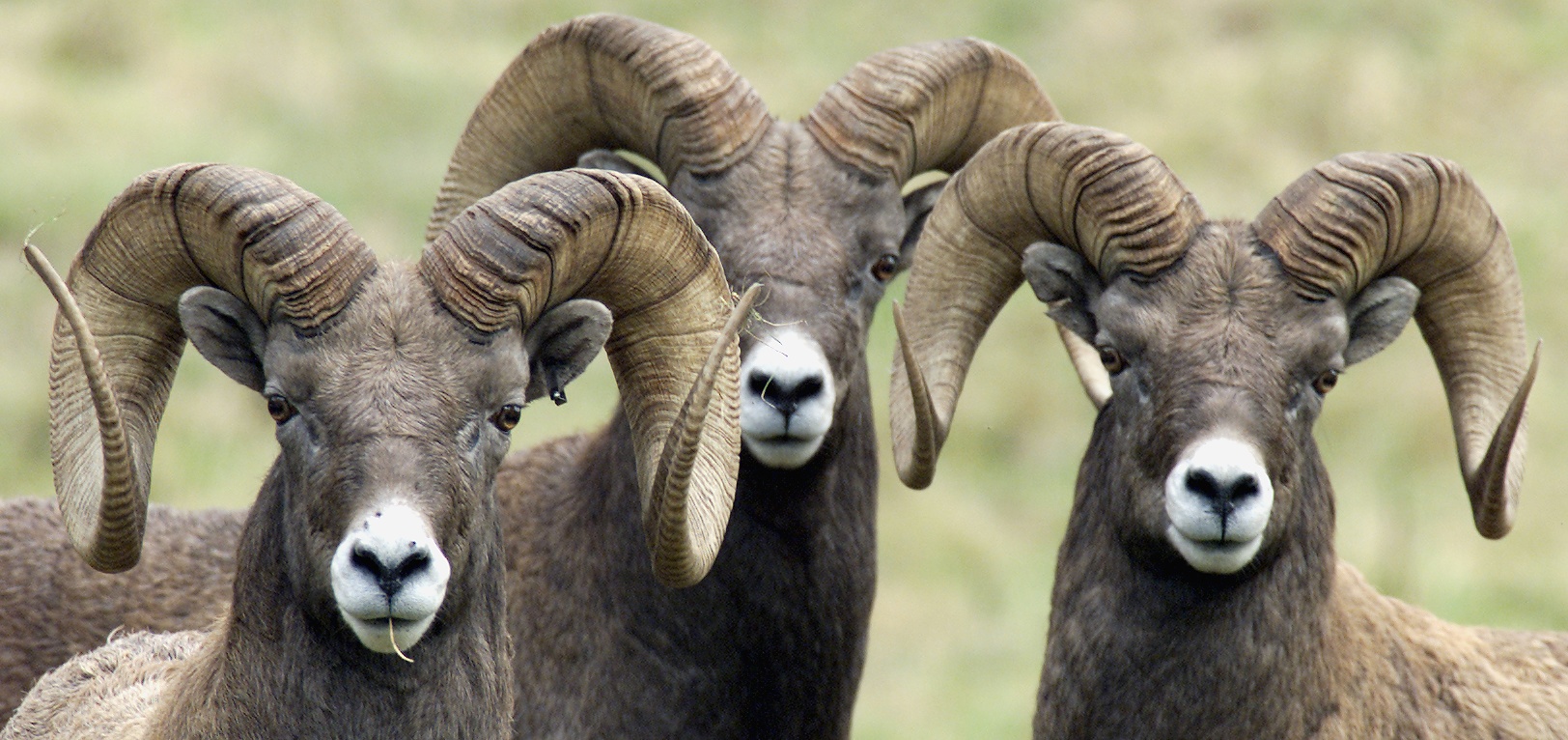 Fantastic photos of the Northwest Trek Wildlife Park | BOOMSbeat